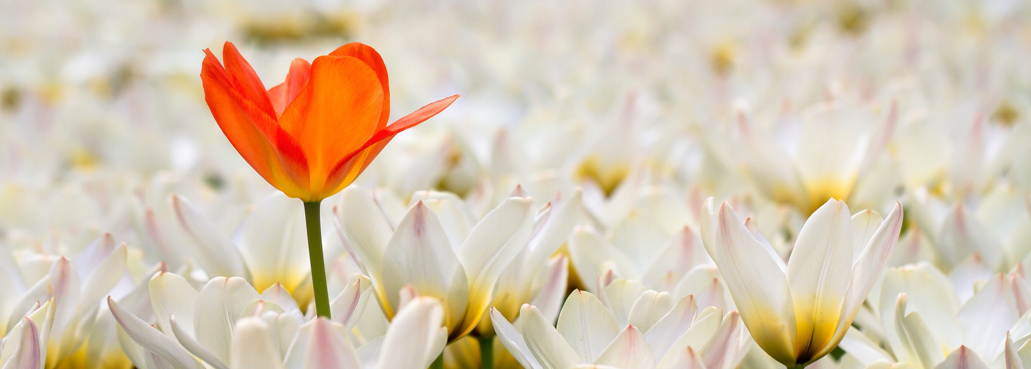 Why We're Different - Laurel Tree Academy | NJ